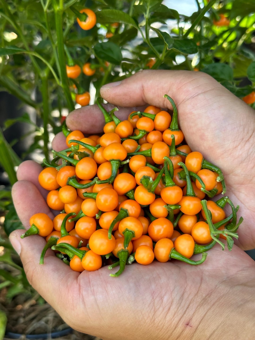 Bode Amarela Pepper Seeds - Etsy