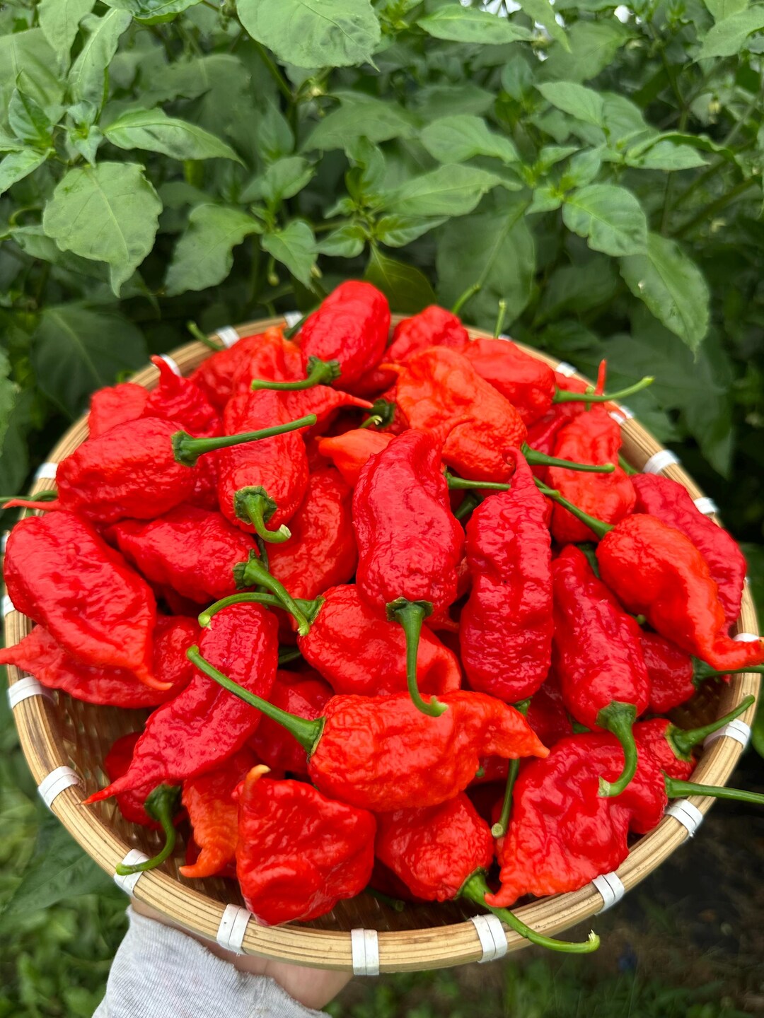 Gnar King Pepper Seeds - Etsy