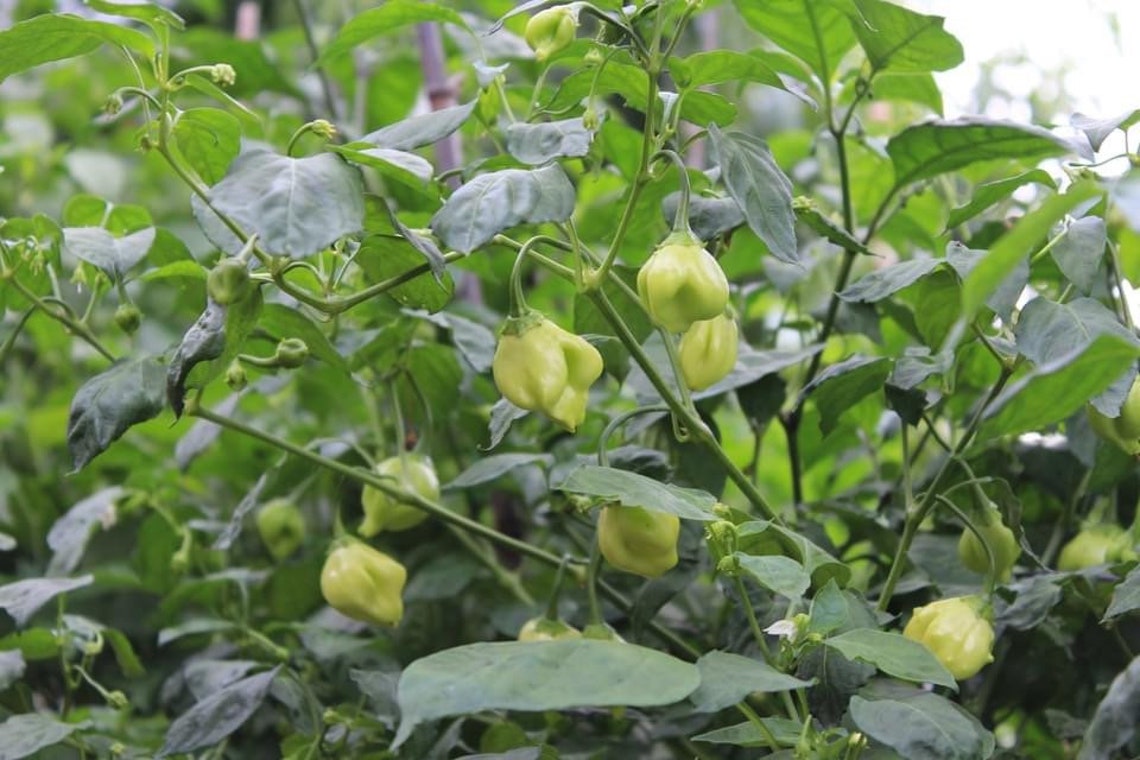 Apple Crisp Pepper Seeds - Etsy