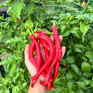 Hangjiao #8 Total Eclipse Pepper Seeds - Etsy