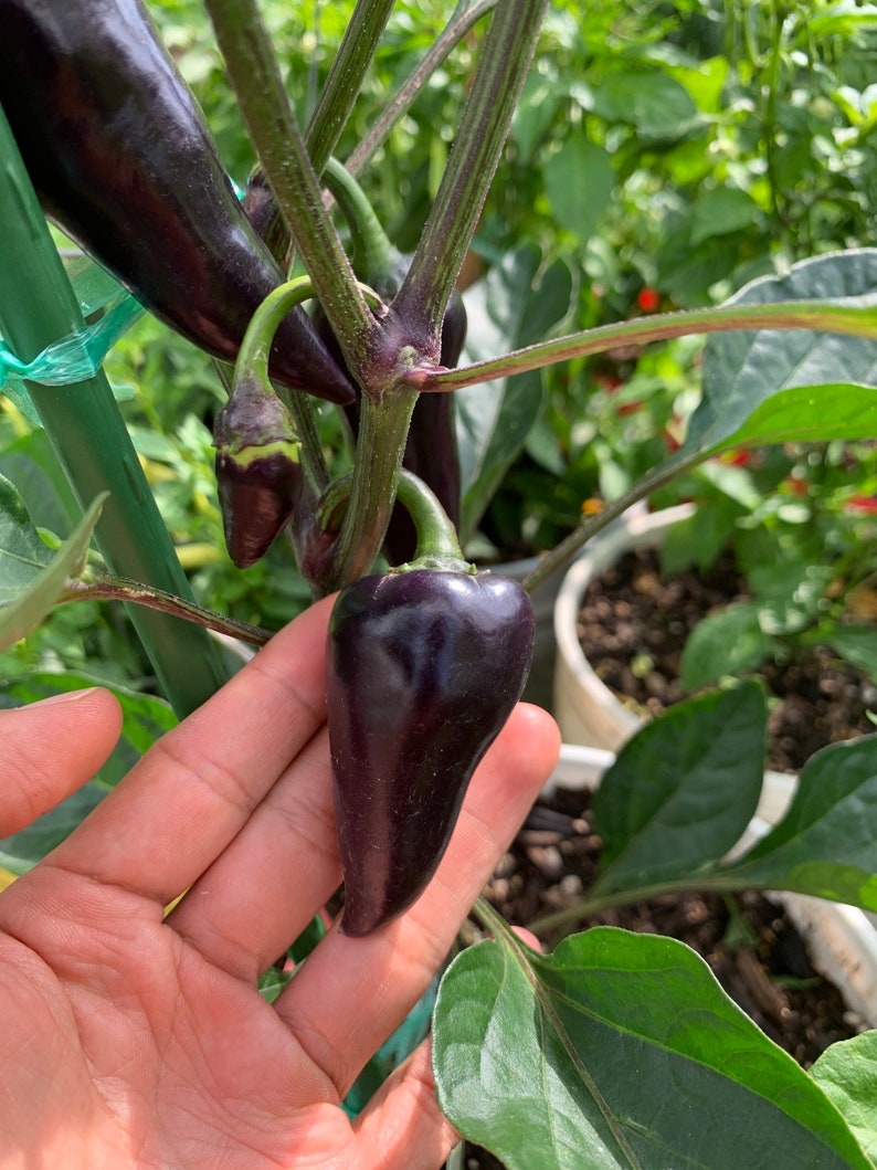 Jalapeño Deadpool Pepper Seeds - Etsy