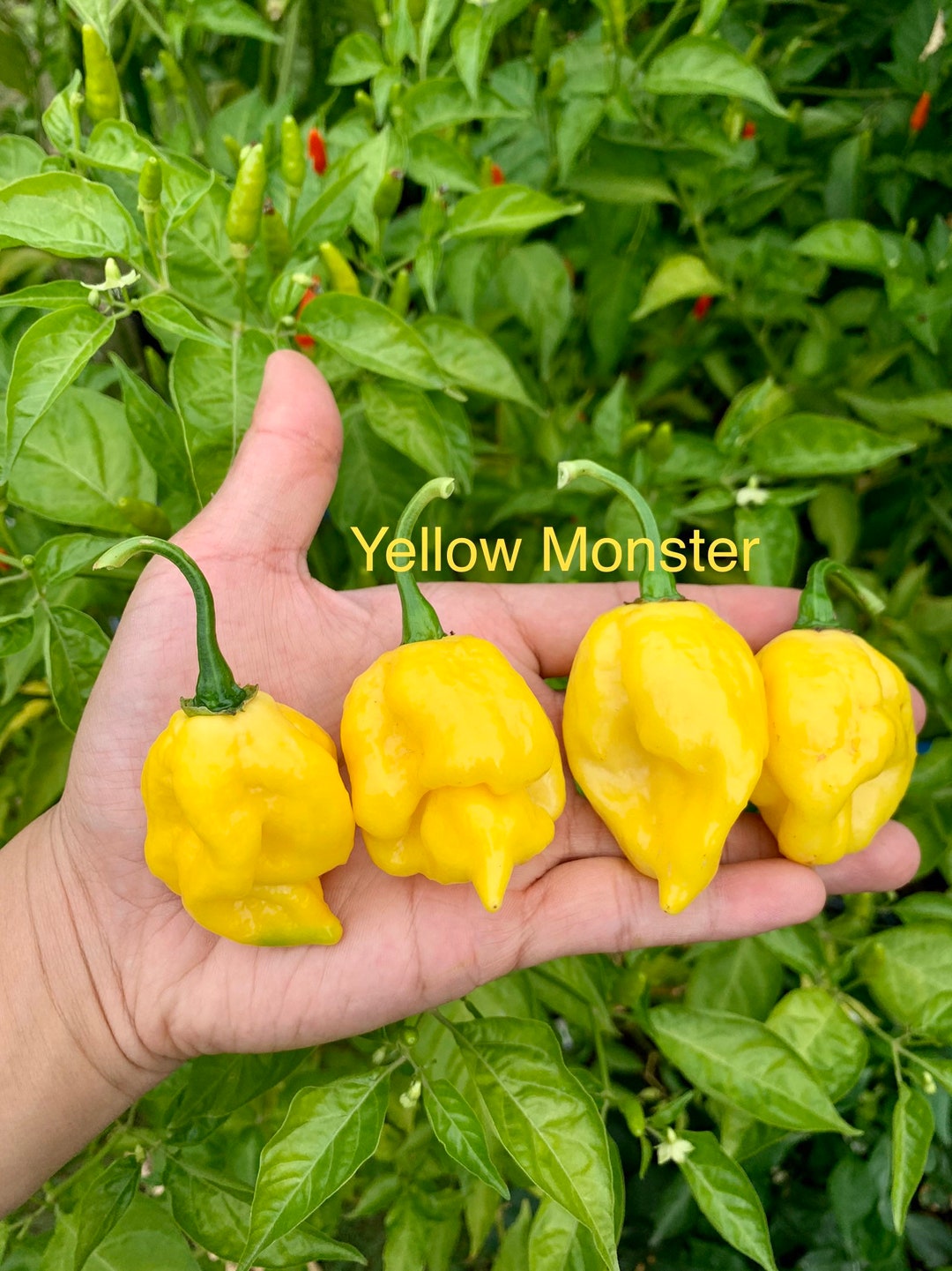 Yellow Monster Pepper Seeds - Etsy