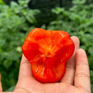 Ubatuba Cambuci Pepper Seeds - Etsy