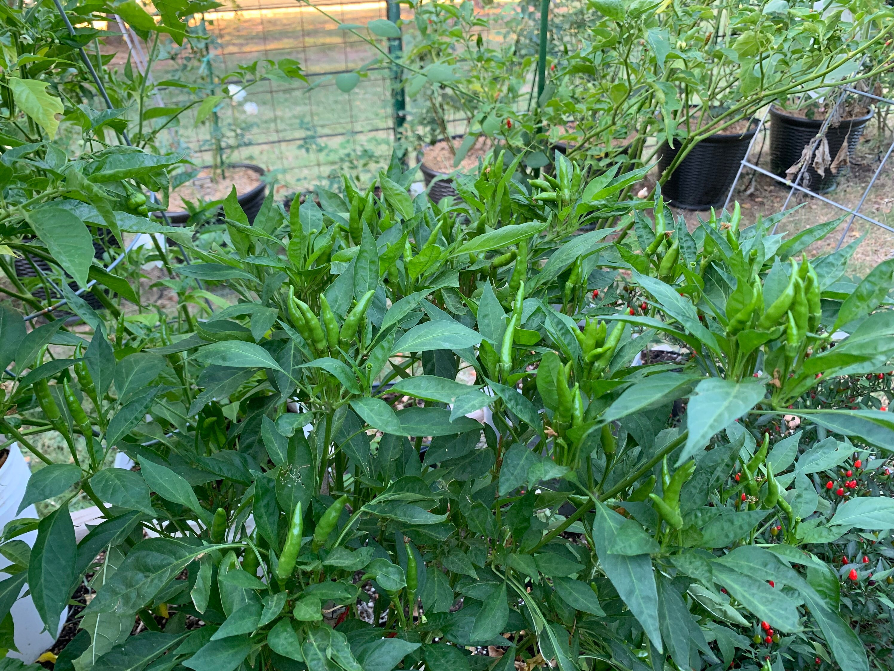 Santaka Pepper Seeds - Etsy
