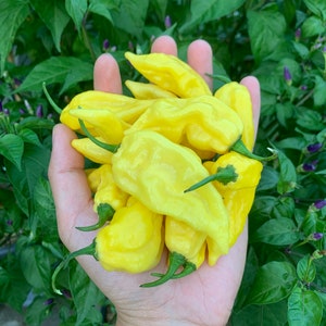 Lemon Reaper Pepper Seeds - Etsy