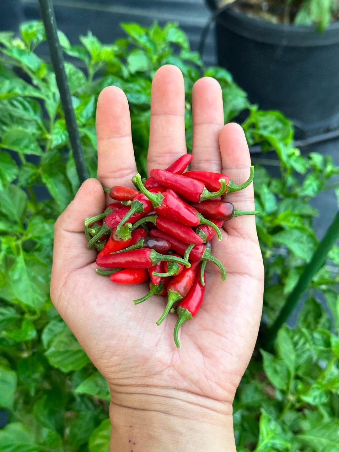 Zimbabwe Bird Eye Pepper Seeds - Etsy