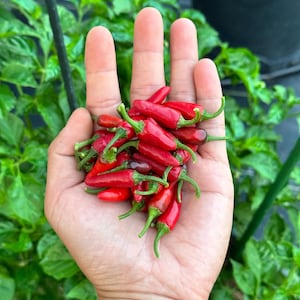 Zimbabwe Bird Eye Pepper Seeds - Etsy