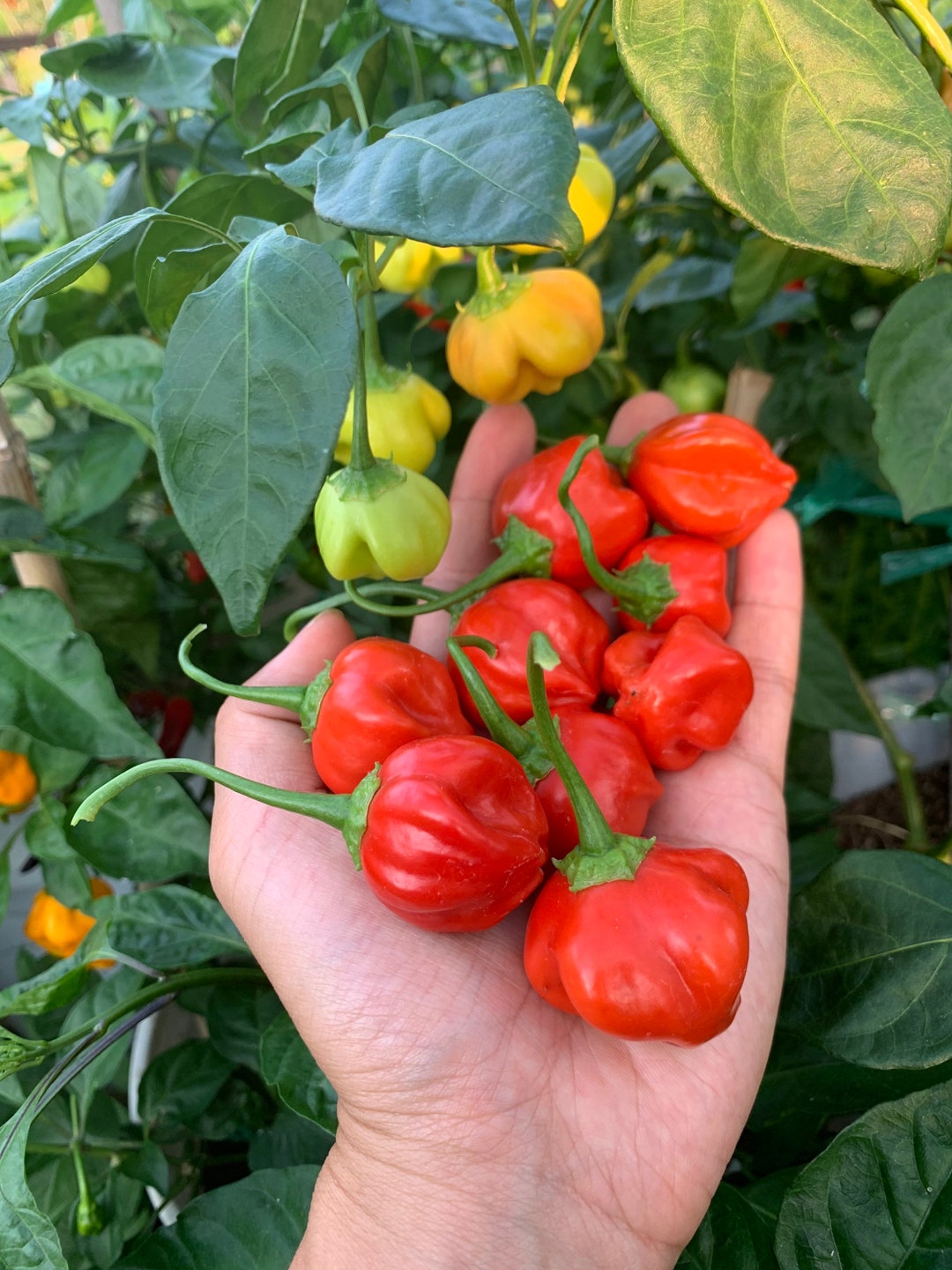 Apple Crisp Pepper Seeds - Etsy