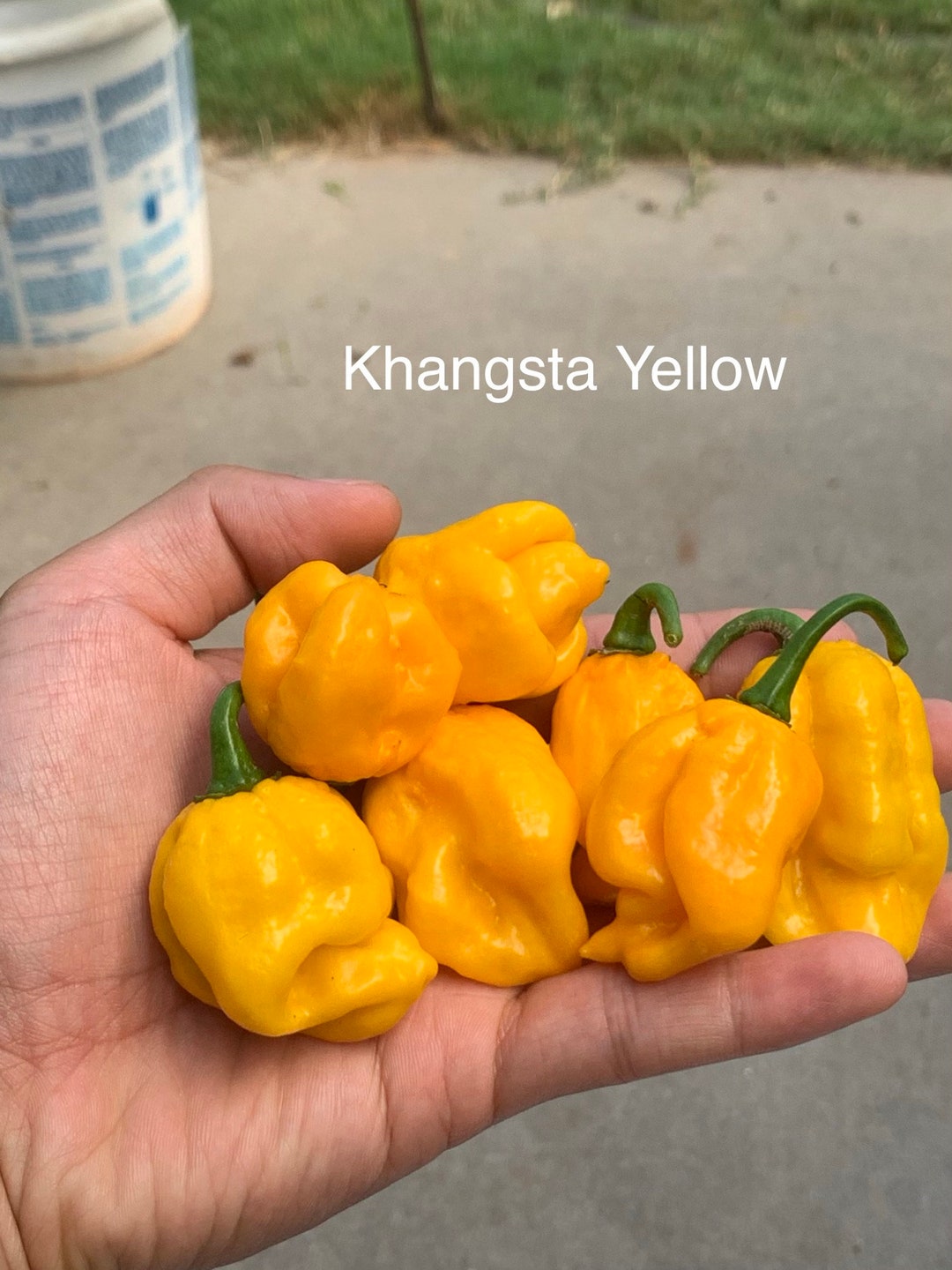 KS Khangsta Yellow Pepper Seeds - Etsy