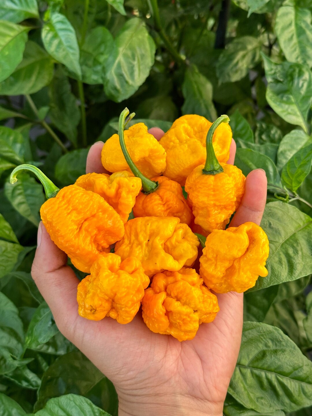 Trinidad Moruga Scorpion Yellow Pepper Seeds - Etsy