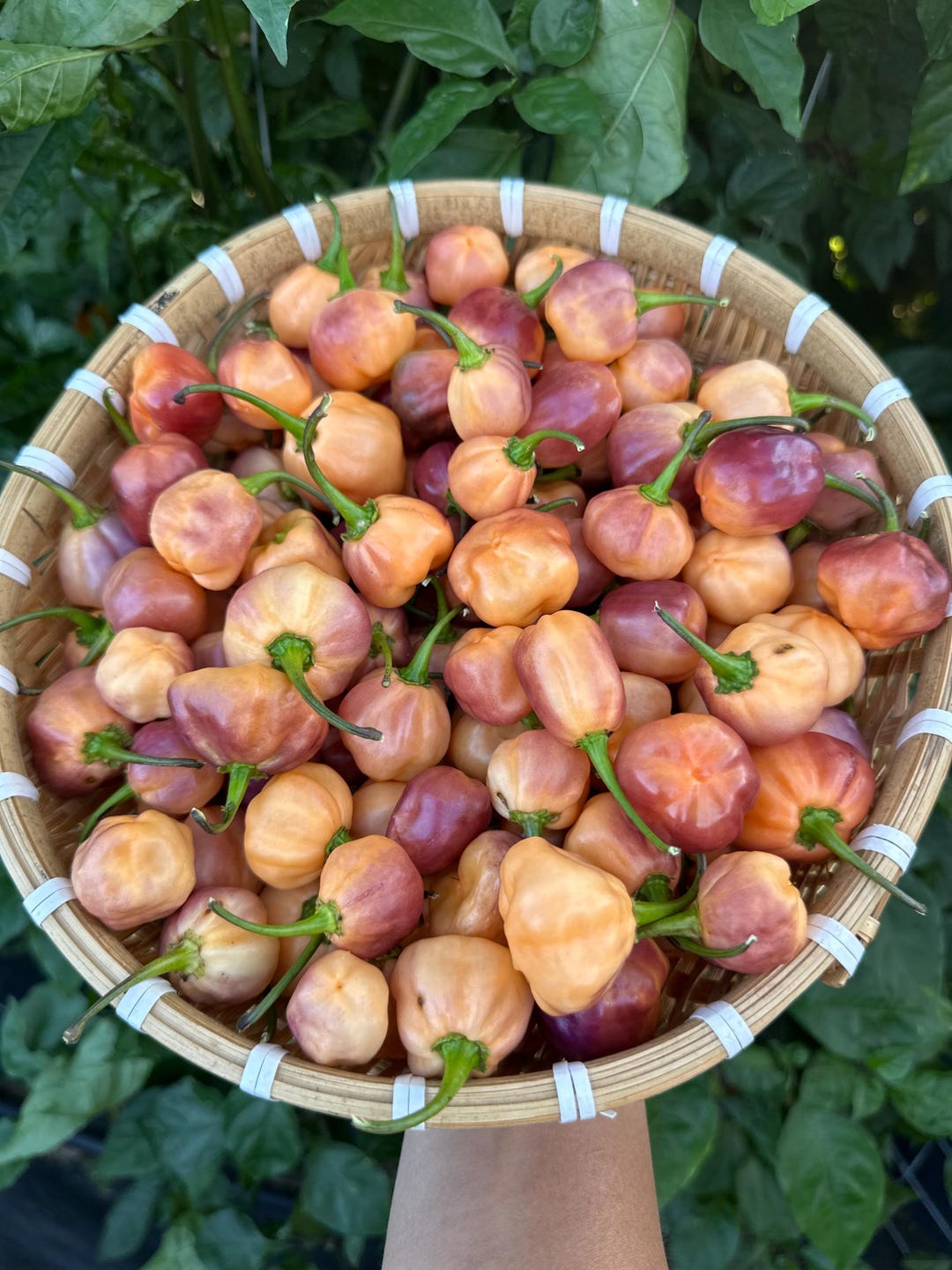 CGN 21500 Pepper Seeds - Etsy