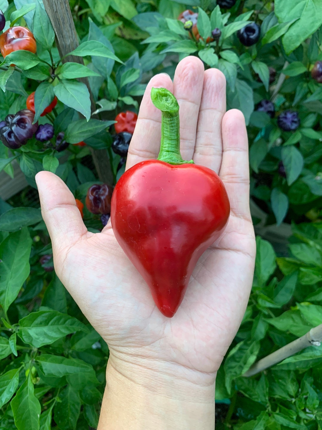 Lesya Pepper Seeds - Etsy