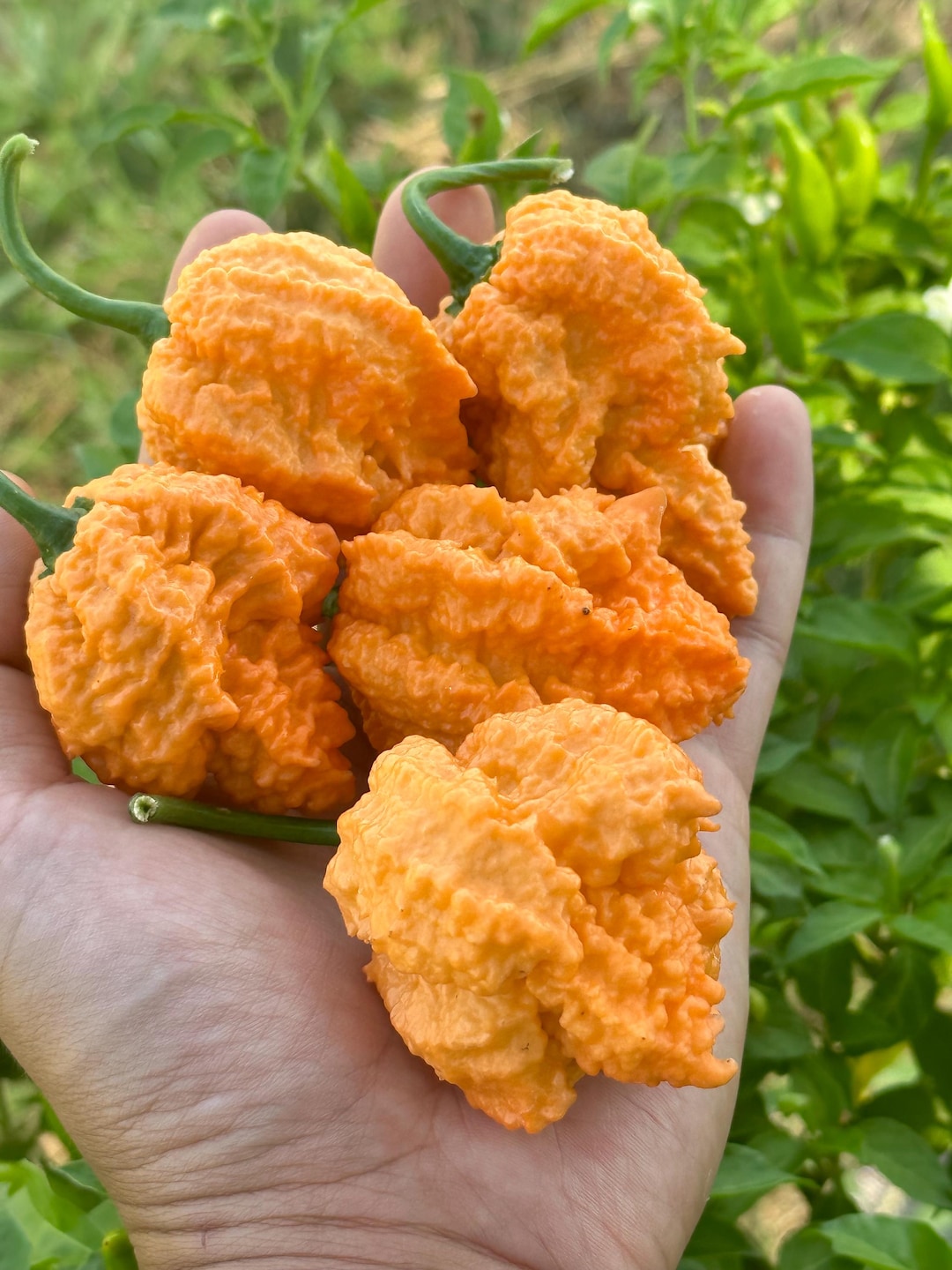 Fried Chicken Pepper Seeds - Etsy