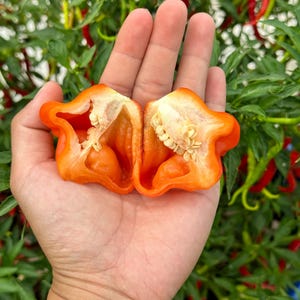 Ubatuba Cambuci Pepper Seeds - Etsy