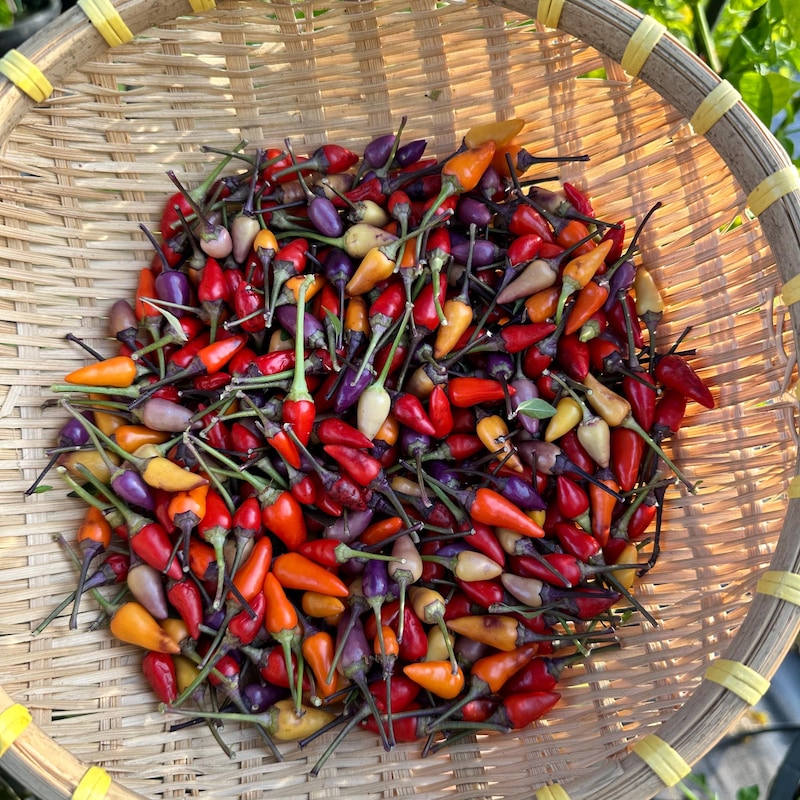 Chinese Bells - Etsy