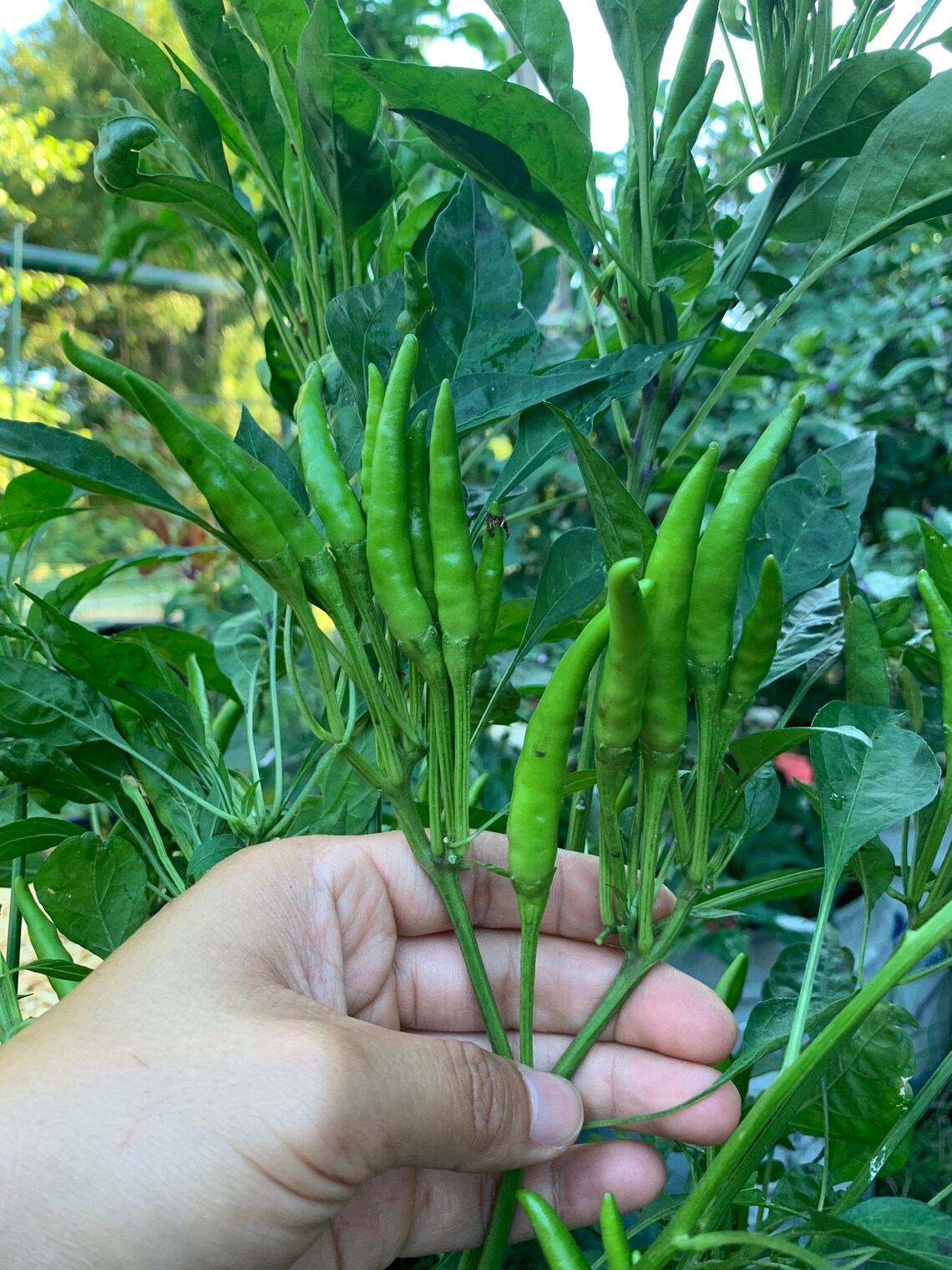 Takanotsume Pepper Seeds - Etsy