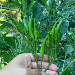 Takanotsume Pepper Seeds - Etsy