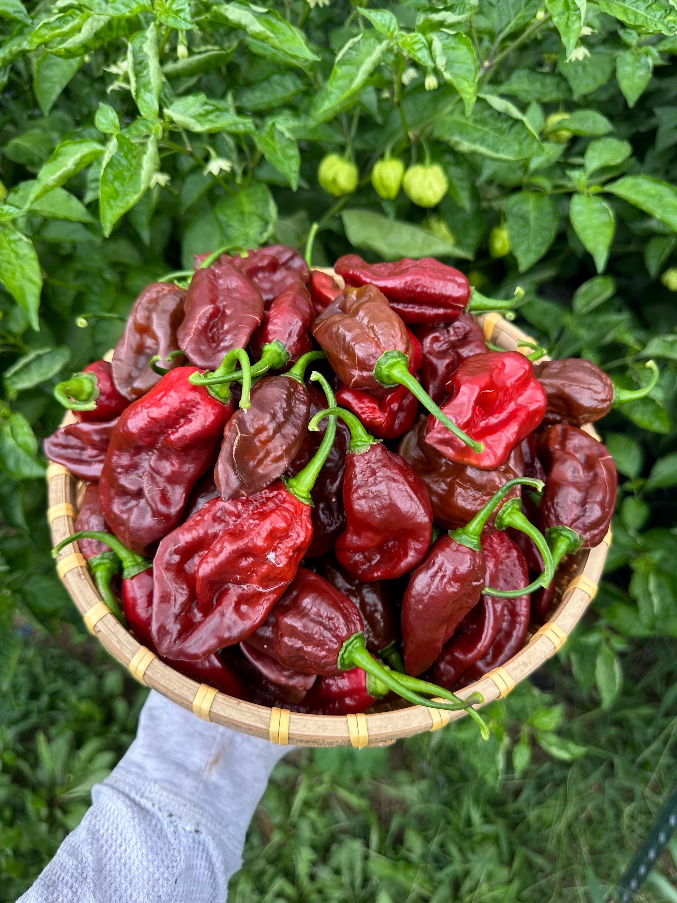 30gram Chocolate Monster Pepper Seeds - Etsy