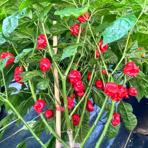 Faddas Reaper Perfume Pepper Seeds - Etsy