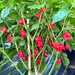 Faddas Reaper Perfume Pepper Seeds - Etsy
