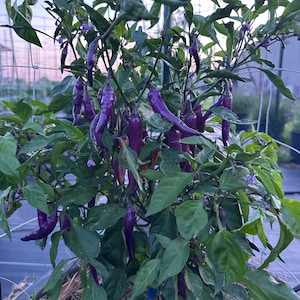 Buena Mulata Pepper Seeds - Etsy