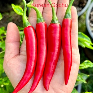 Korean Gochu Pepper Seeds - Etsy
