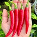 Korean Gochu Pepper Seeds - Etsy