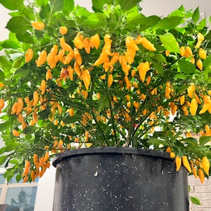 Beni Highland Orange Pepper Seeds - Etsy