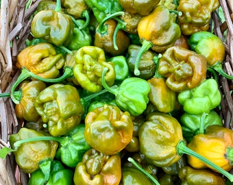 Peter Chili Willy Heirloom Pepper Premium Seed Packet - Etsy