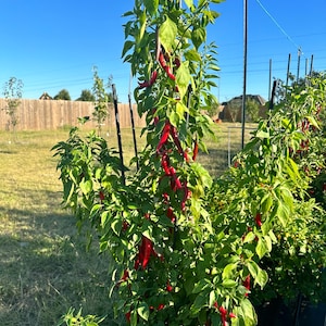 Korean Gochu Pepper Seeds - Etsy