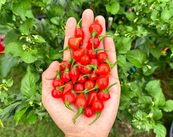 25 Sweety Drop Pepper Seeds, Heirloom Red Biquinho Seeds, Brazilian ...