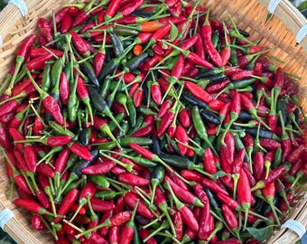 Siling Labuyo RARE Filipino Chili Pepper Seeds Free Shipping the ...