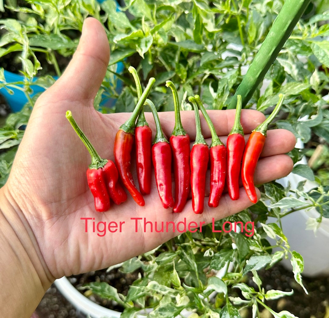 Tiger Thunder Long Pepper Seeds - Etsy