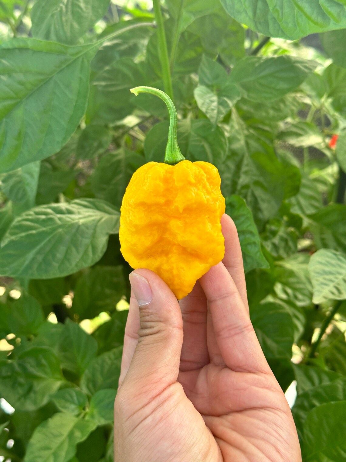 Borg 9 Yellow Pepper Seeds - Etsy