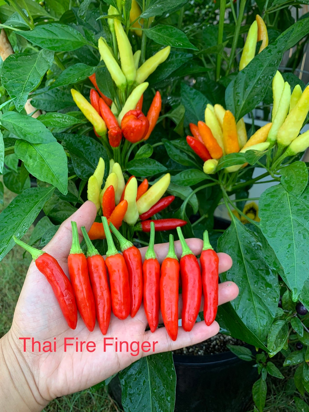 Thai Fire Finger Pepper Seeds - Etsy