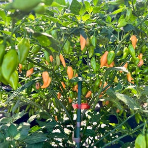 Beni Highland Orange Pepper Seeds - Etsy