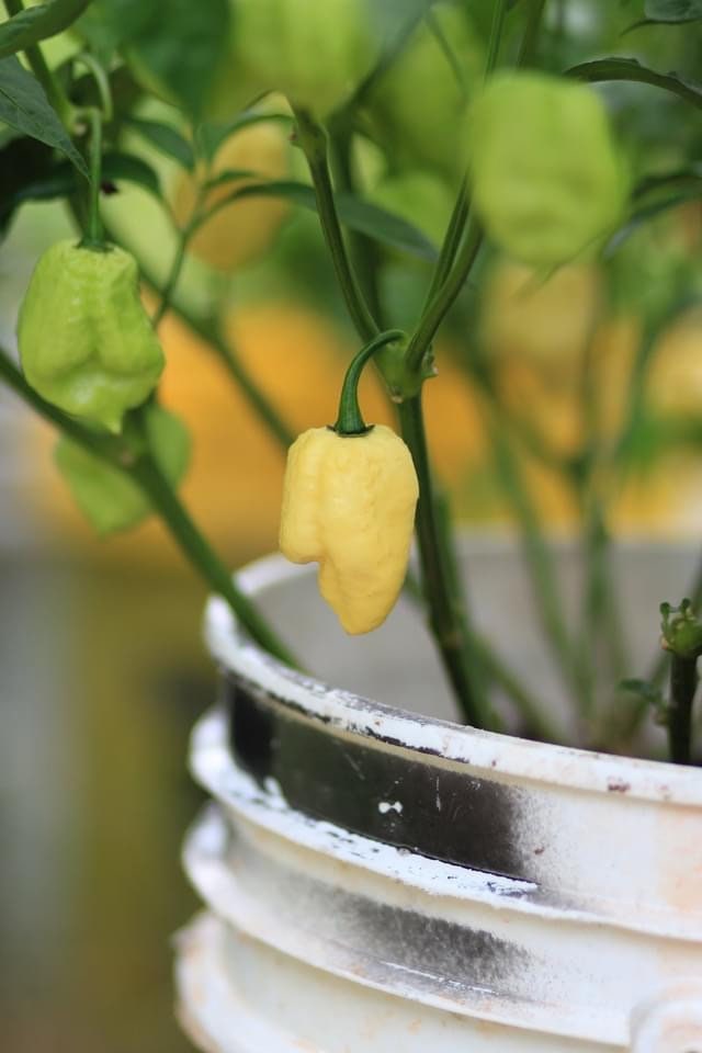 White Moruga Pepper Seeds | Etsy