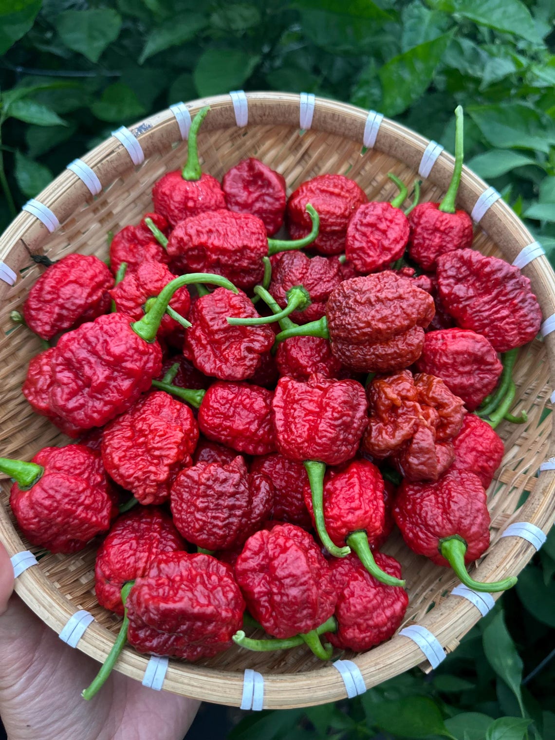 Amnesia Pepper Seeds - Etsy