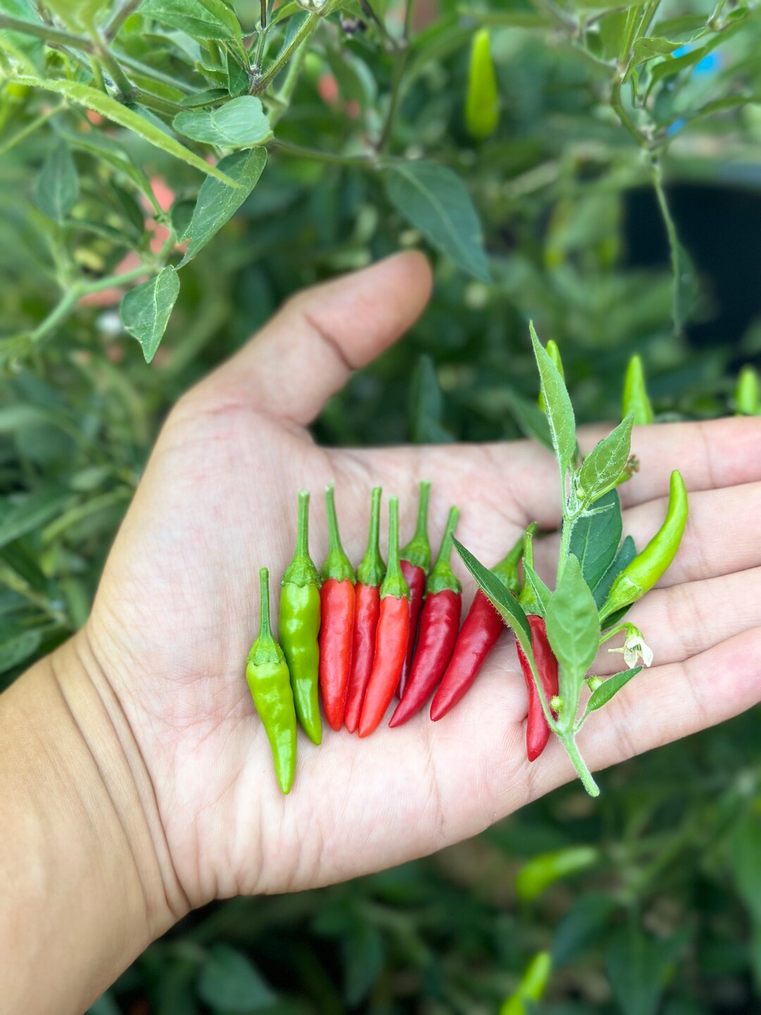 Black Cobra (white Flower) Pepper Seeds - Etsy