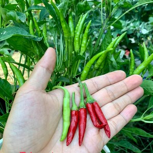 Takanotsume Pepper Seeds - Etsy