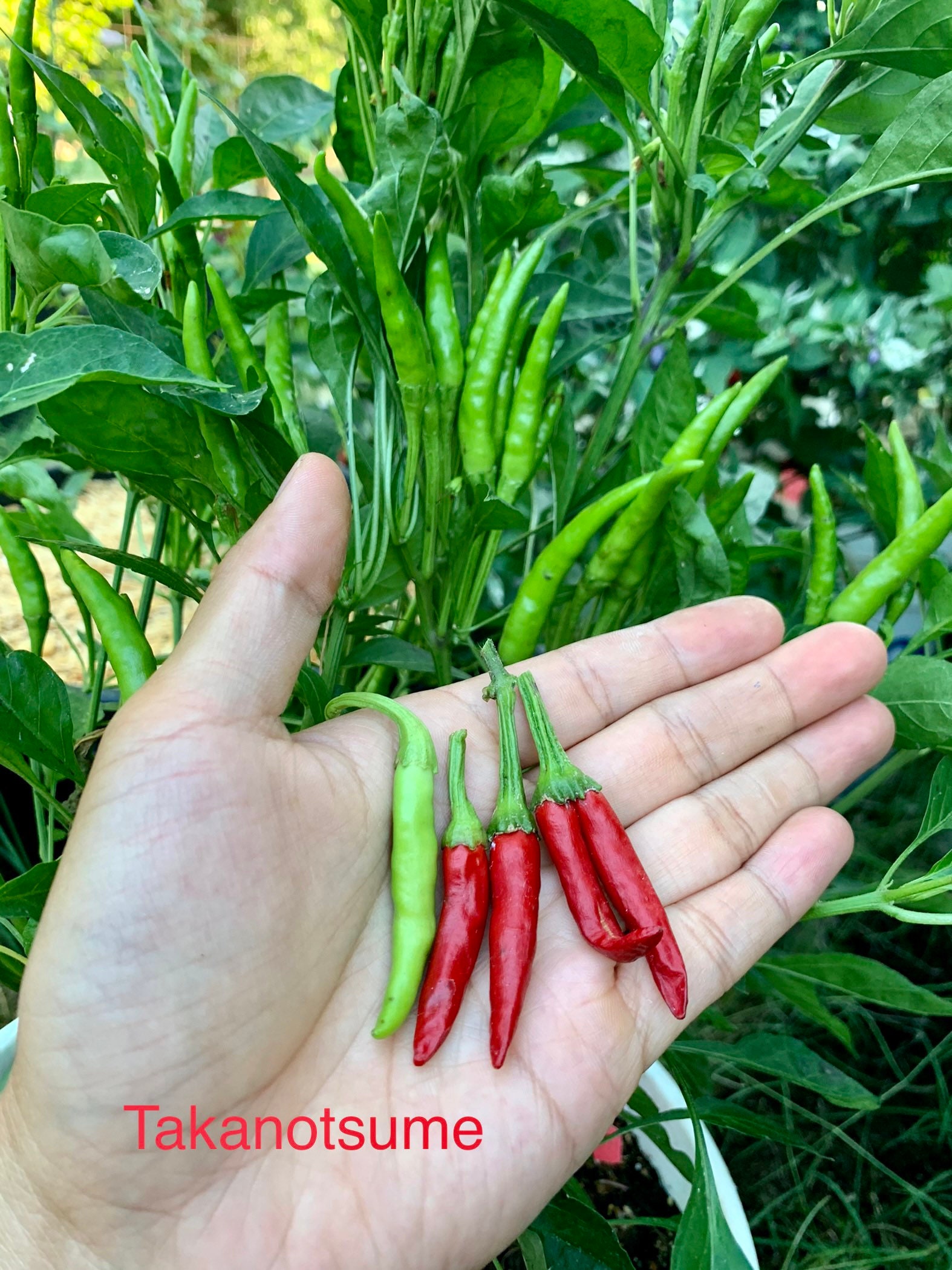 Takanotsume Pepper Seeds - Etsy