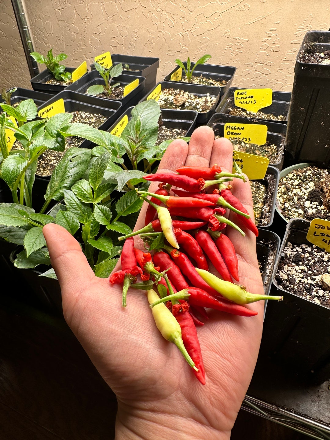 Basket of Fire Pepper Seeds - Etsy