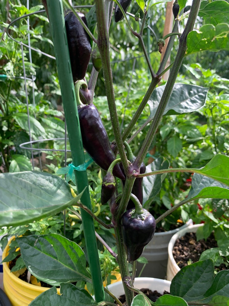 Jalapeño Deadpool Pepper Seeds - Etsy