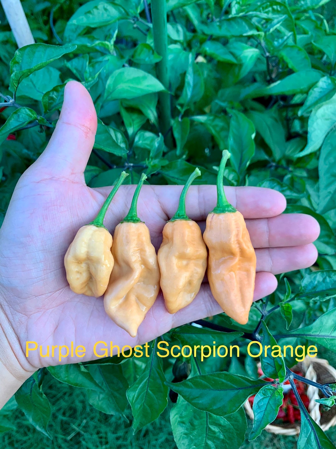 Purple Ghost Scorpion Orange Pepper Seeds - Etsy