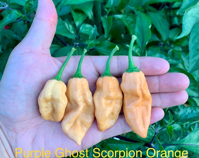 Aji Orange Drop Limon Kellu Uchu Chile Heirloom Pepper Premium Seed ...