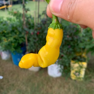 Yellow Peter Pepper Seeds - Etsy