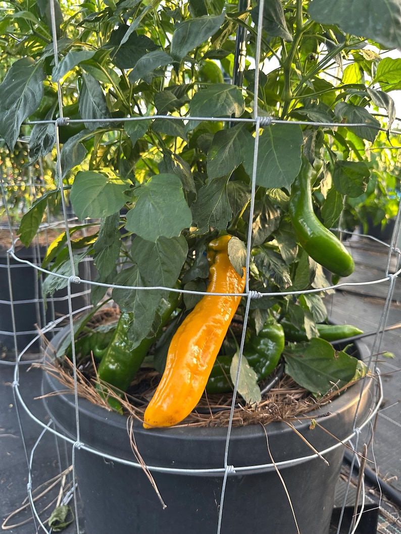 Sweet Palermo Yellow Pepper Seeds - Etsy