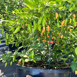 Beni Highland Orange Pepper Seeds - Etsy
