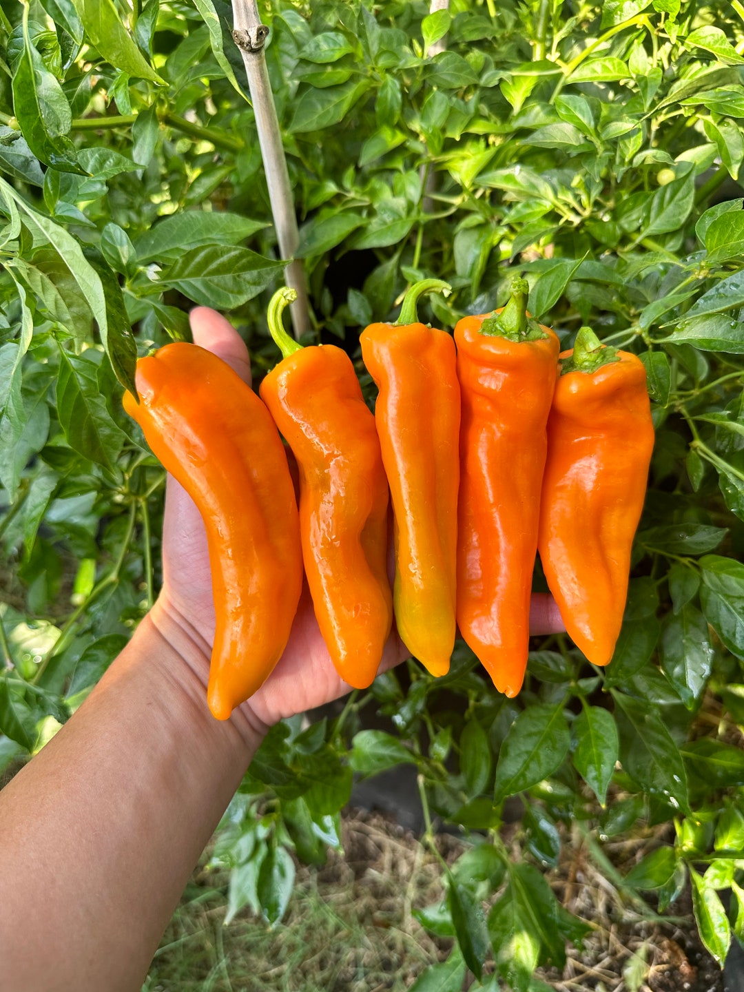 Ancient Sweet Orange Pepper Seeds - Etsy