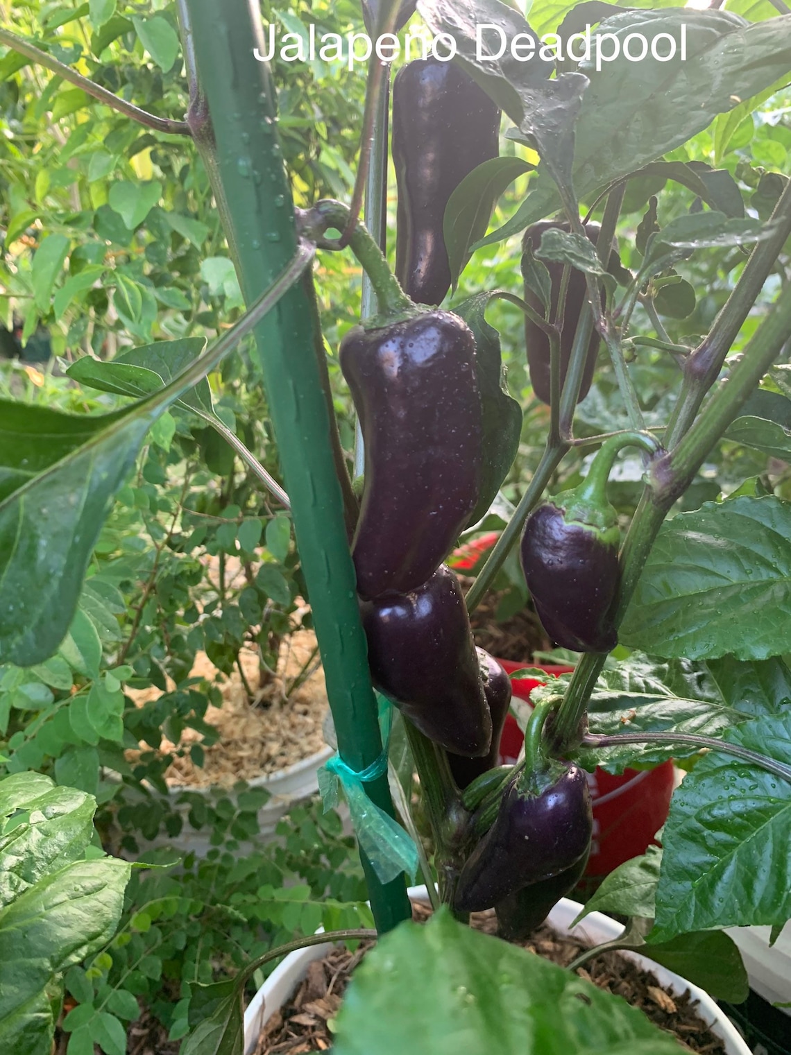 Jalapeño Deadpool Pepper Seeds - Etsy